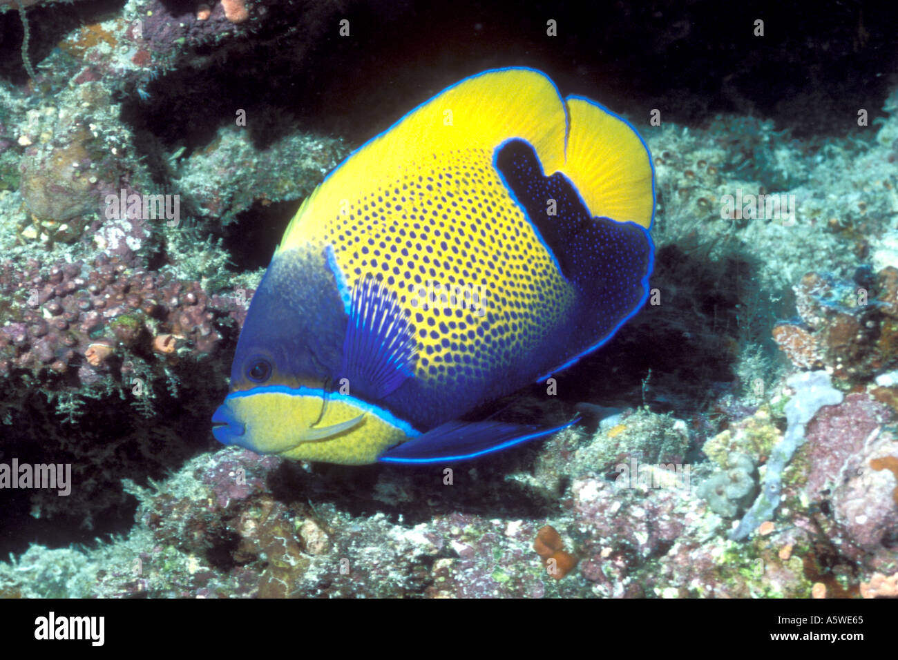 Blue girdled Angelfish Pomacanthus navarchus Solomon Islands Stock ...