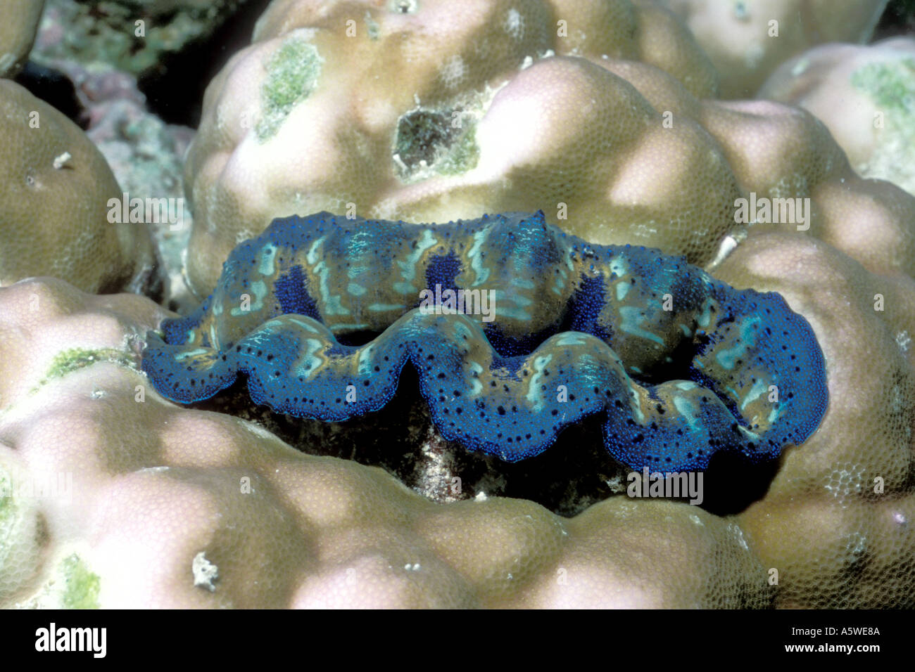 Crocus Giant Clam Tridacna crocea Solomon Islands Stock Photo - Alamy