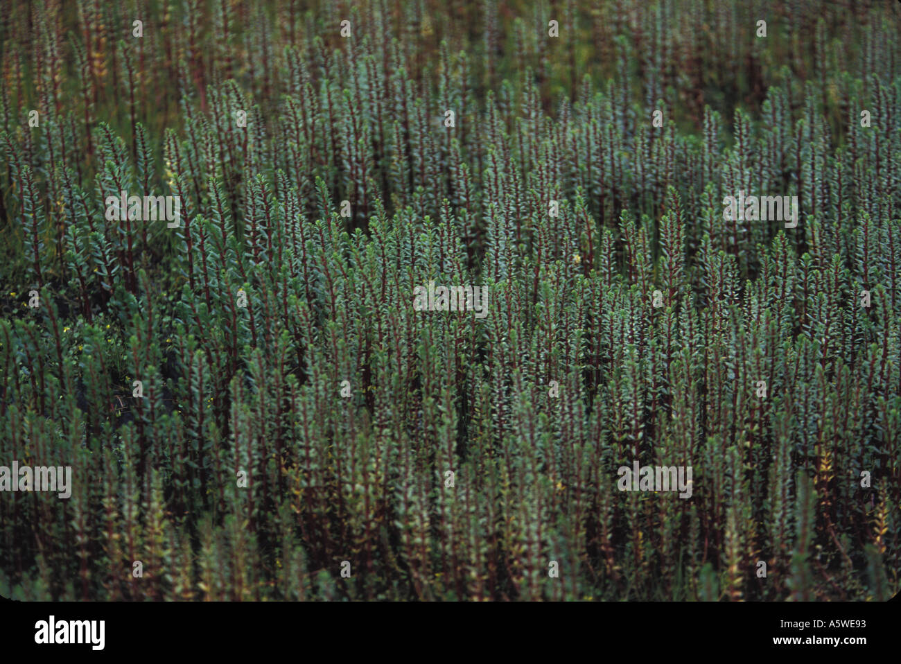 Common Mare s Tail plant Hippuris vulgaris Hudson Bay Churchill ...