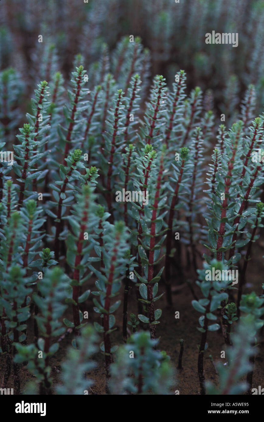 Common Mare s Tail plant Hippuris vulgaris Hudson Bay Churchill ...