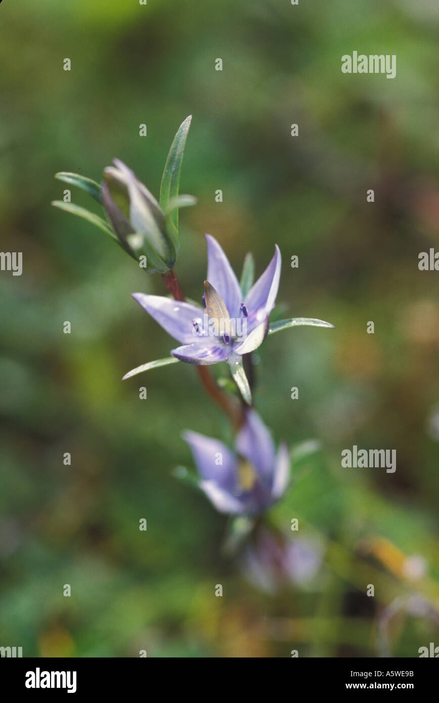 Star Gentian Lomotogonium nottatum Tundra Ecosystem Taiga Hudson Bay ...