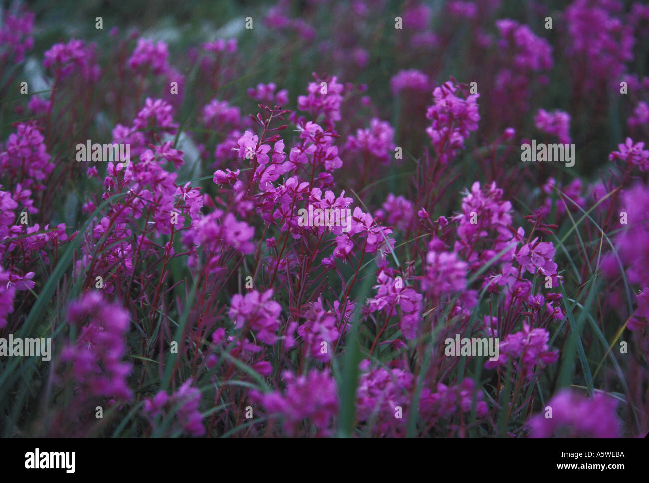 Fireweed Epilobium angustifolium Tundra Ecosystem Taiga Hudson Bay ...