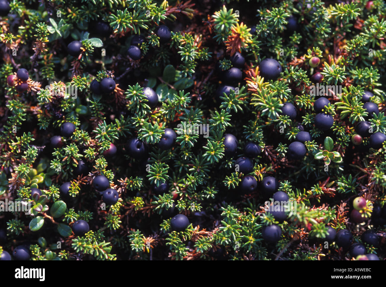 Blue Berry Tundra Ecosystem Taiga Hudson Bay Churchill Manitoba ...