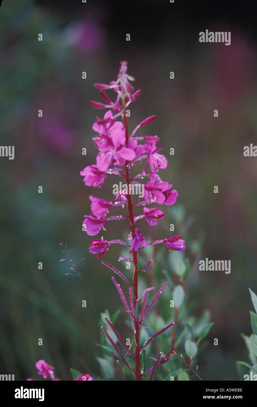 Fireweed Epilobium angustifolium Tundra Ecosystem Taiga Hudson Bay ...