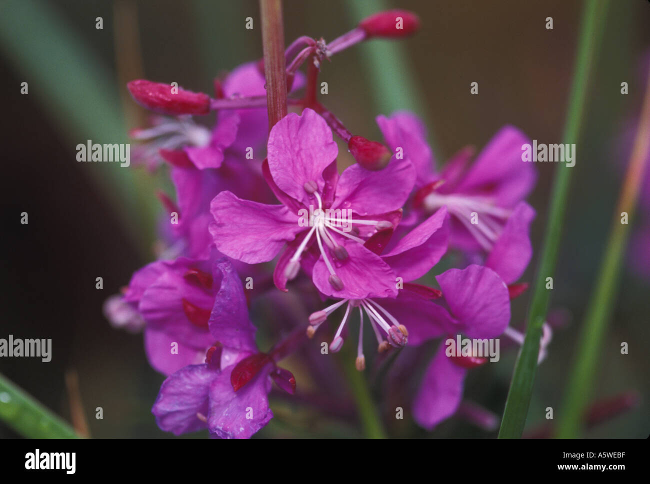 Fireweed Epilobium angustifolium Tundra Ecosystem Taiga Hudson Bay Churchill Manitoba Northern ...