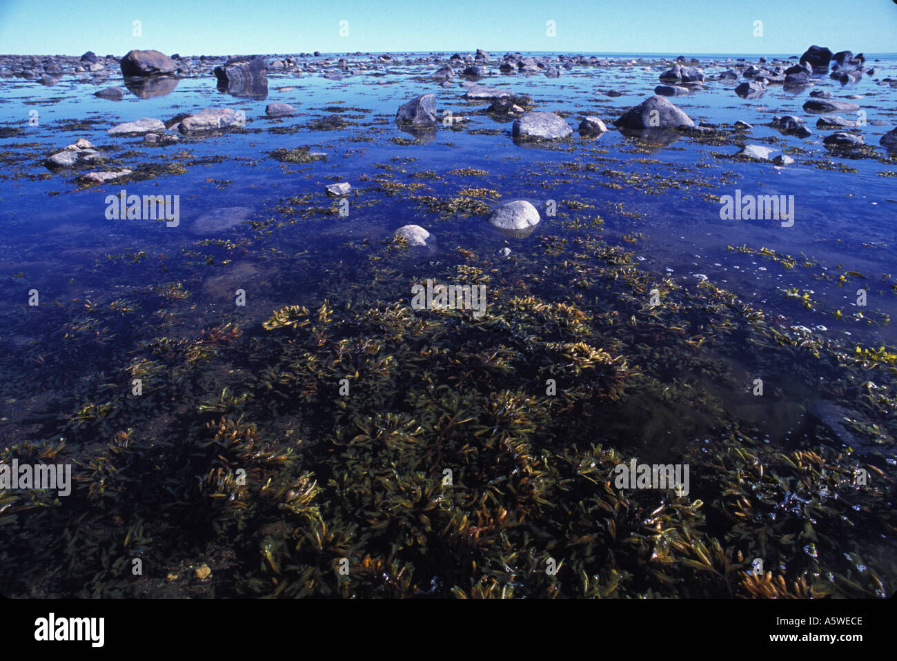 Tidal Planes ecosystem kelp algae Hudson Bay Churchill Manitoba ...