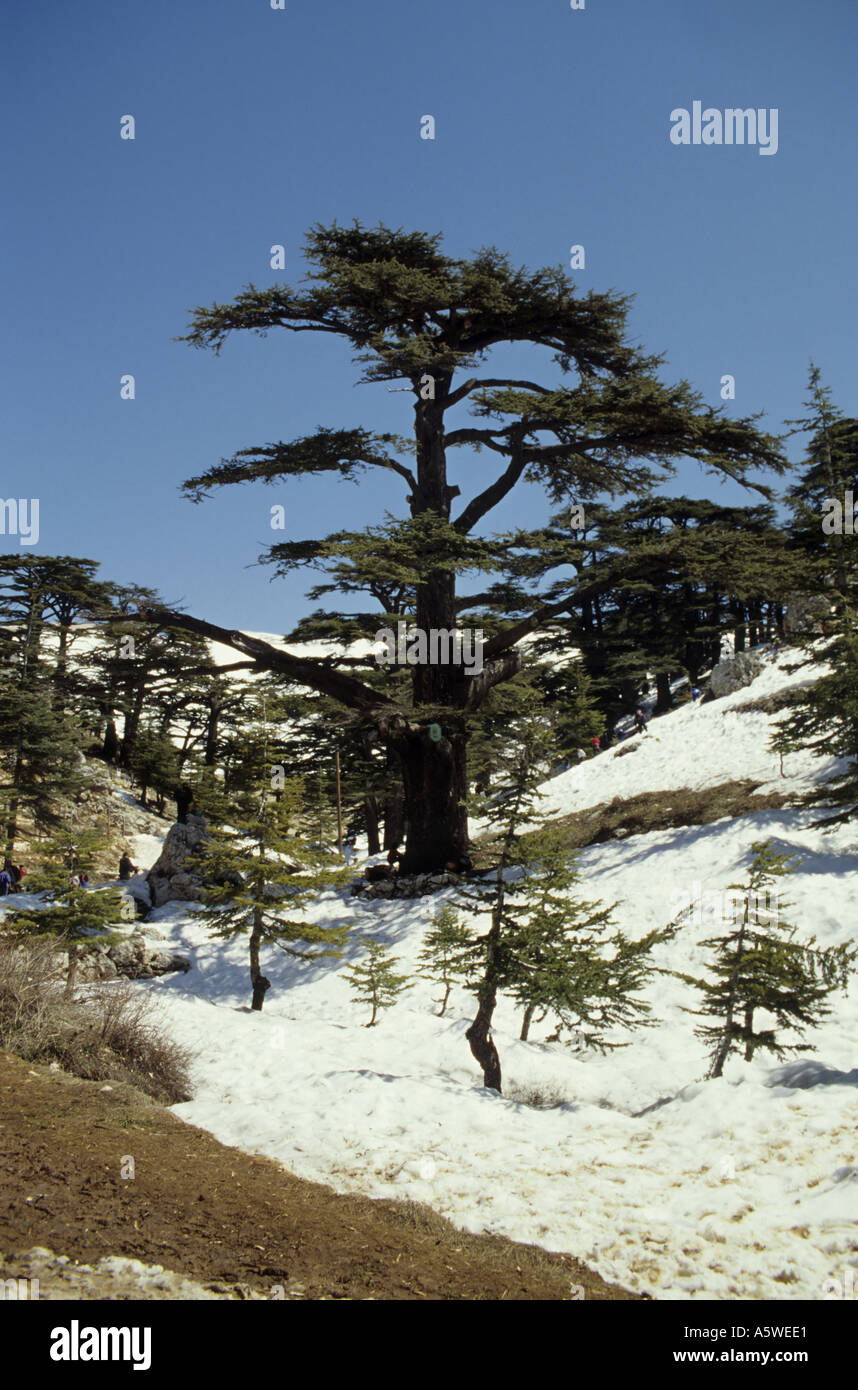 Snow On The Lebanese Cedars Trees At Spring, Lebanon Stock Photo - Alamy