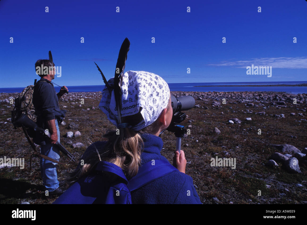 Polar bear watching in summer Tundra Ecosystem Taiga Hudson Bay ...