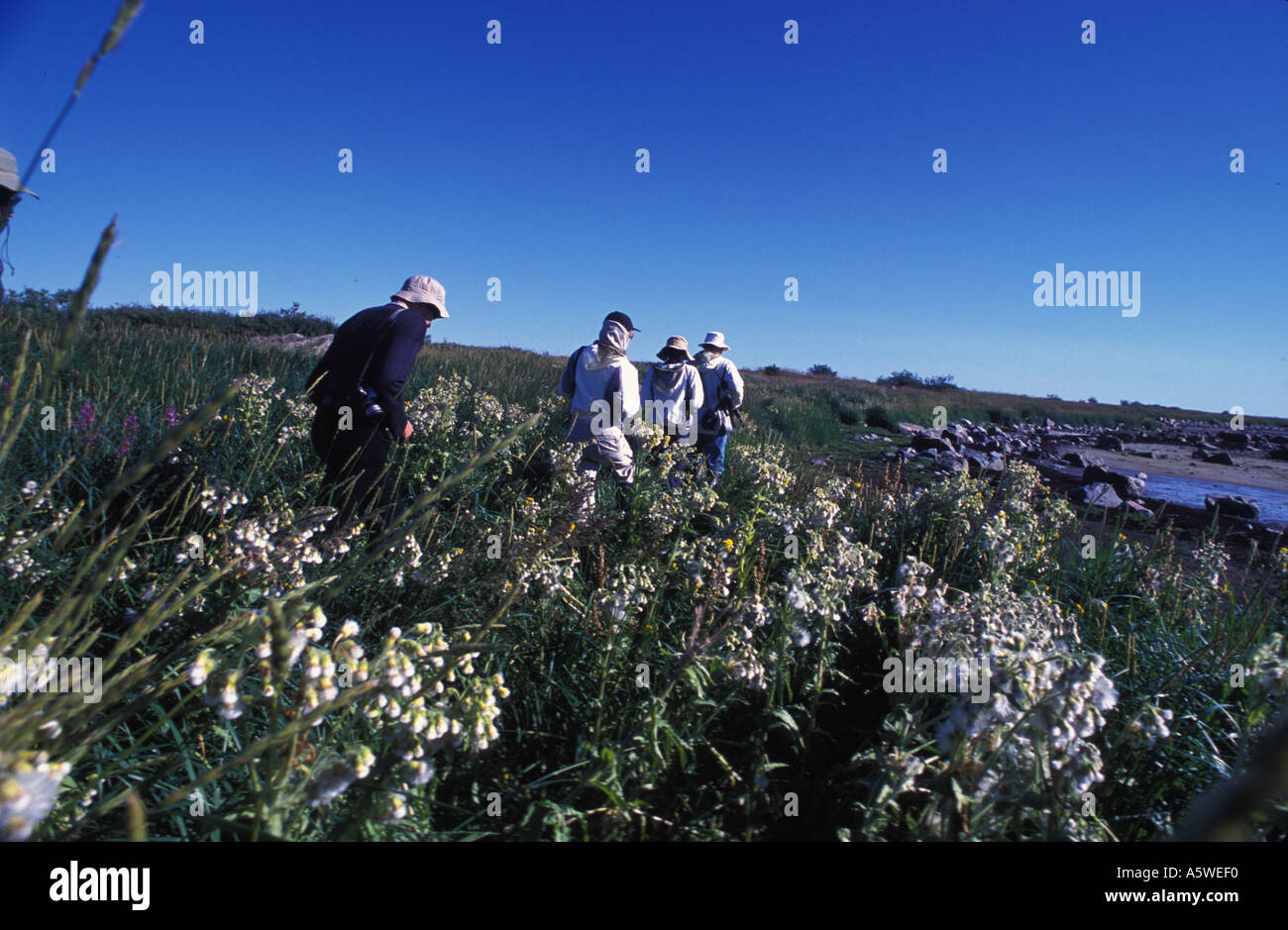 Ecotourism Tundra Ecosystem Taiga Hudson Bay Churchill Manitoba ...