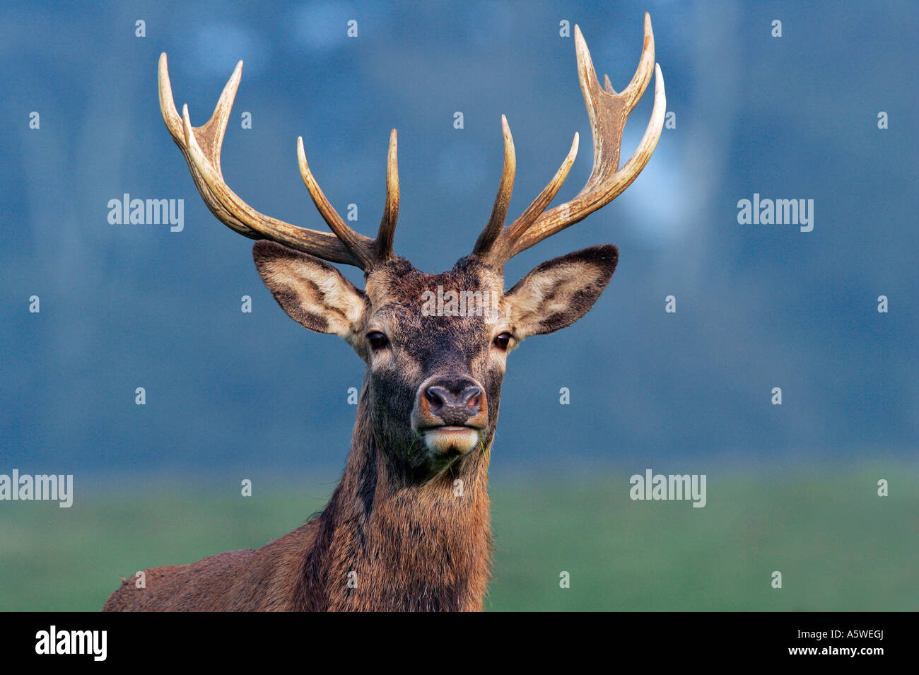 Red Deer Stock Photo - Alamy