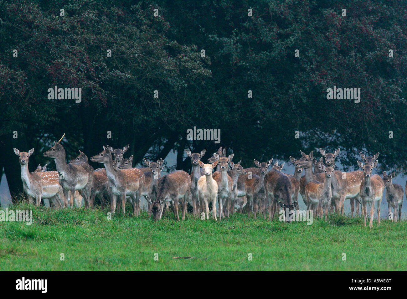Fallow Deer Stock Photo - Alamy