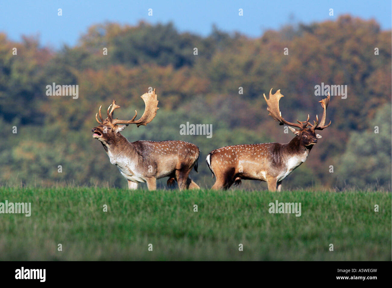 Fallow Deer Stock Photo - Alamy