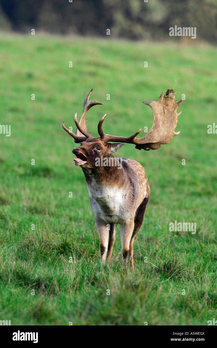 Fallow Deer Stock Photo - Alamy