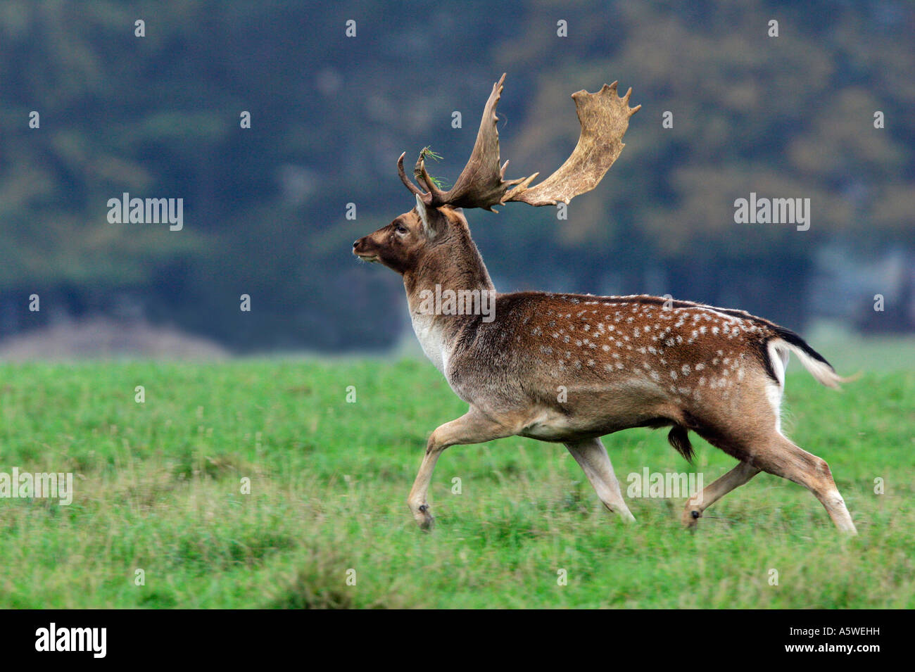 Fallow Deer Stock Photo - Alamy