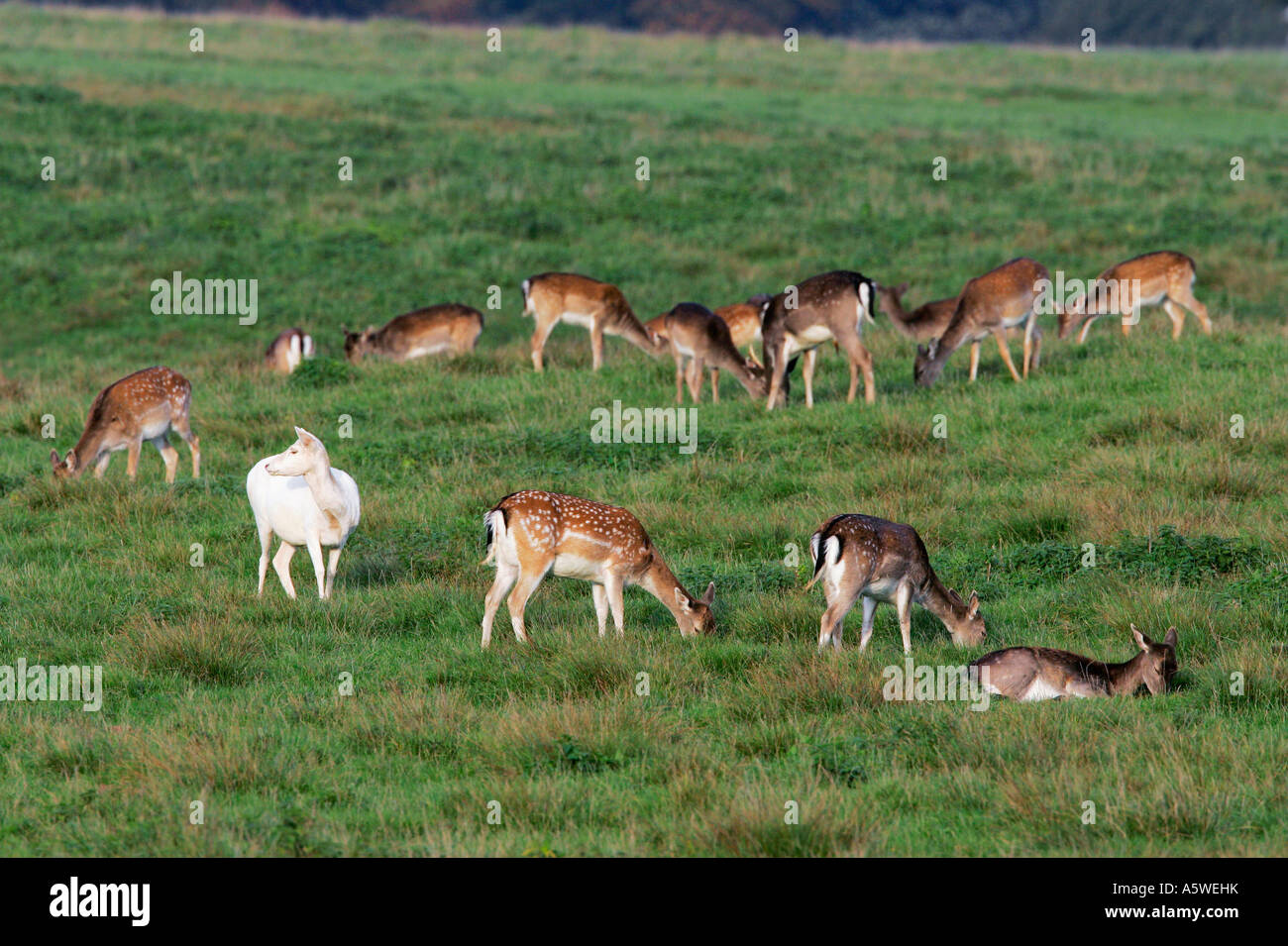 Fallow Deer Stock Photo - Alamy