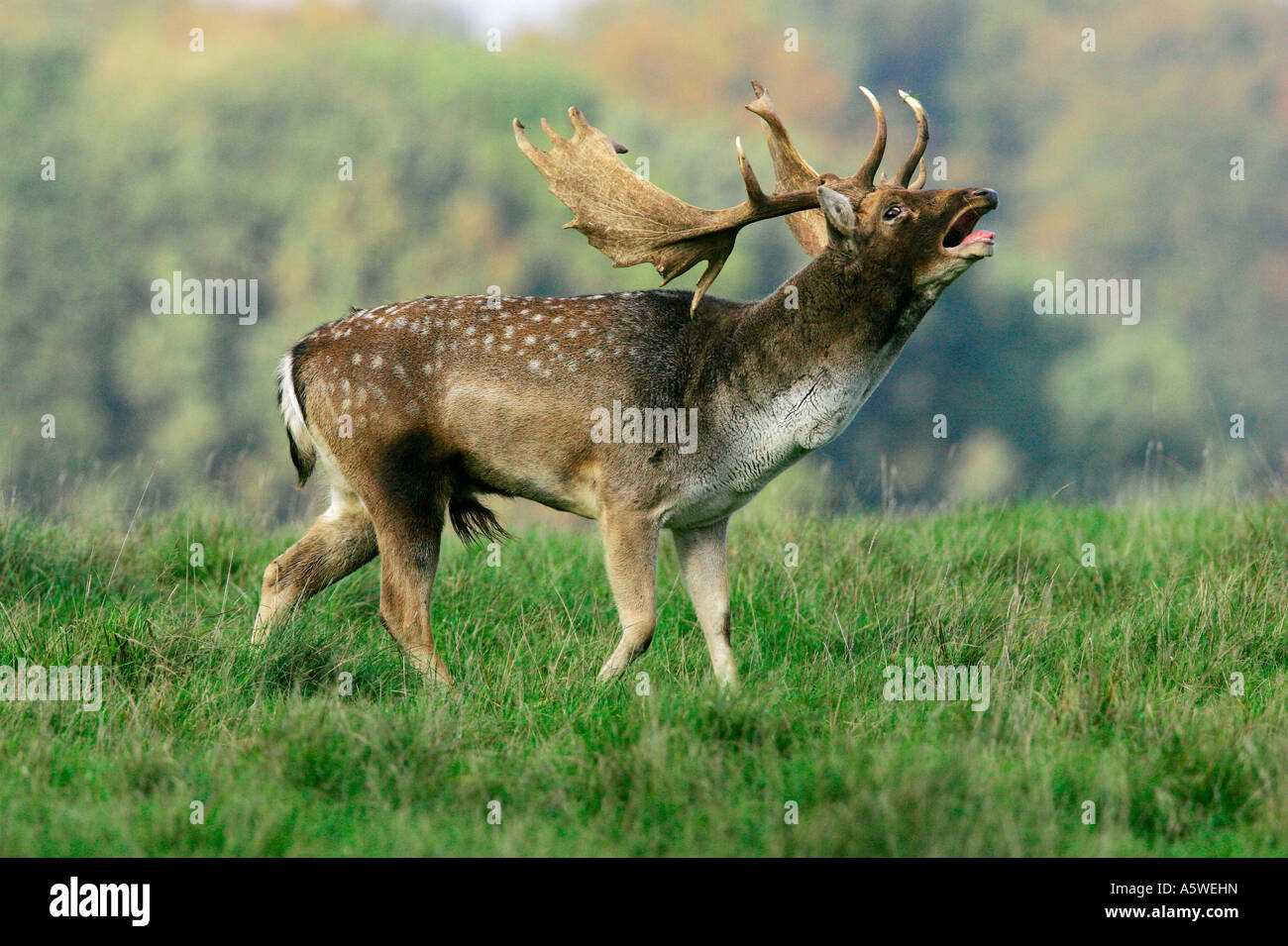 Fallow Deer Stock Photo - Alamy