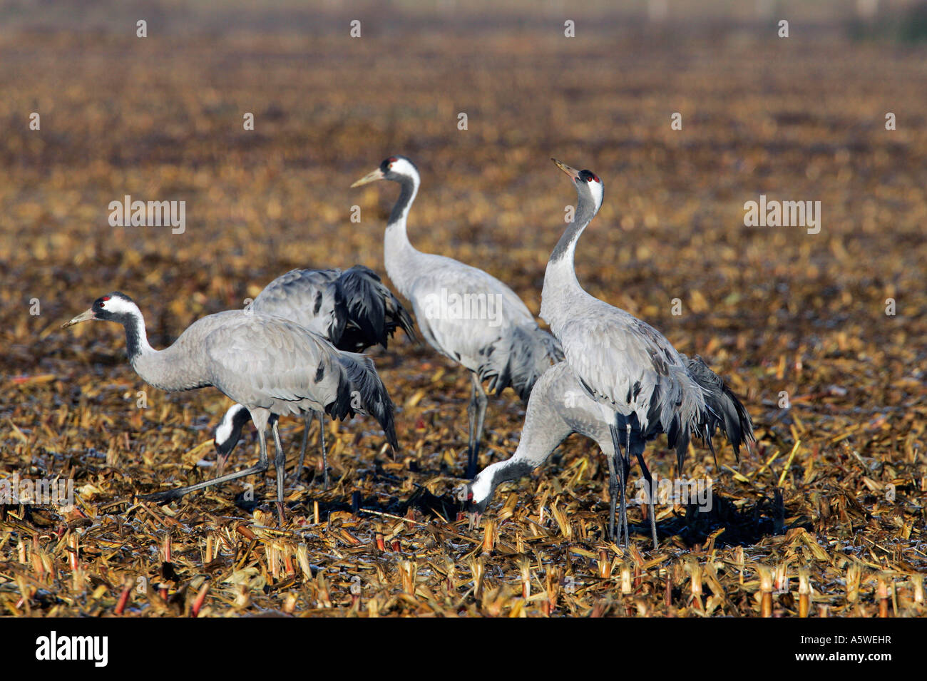 Common Crane Stock Photo - Alamy