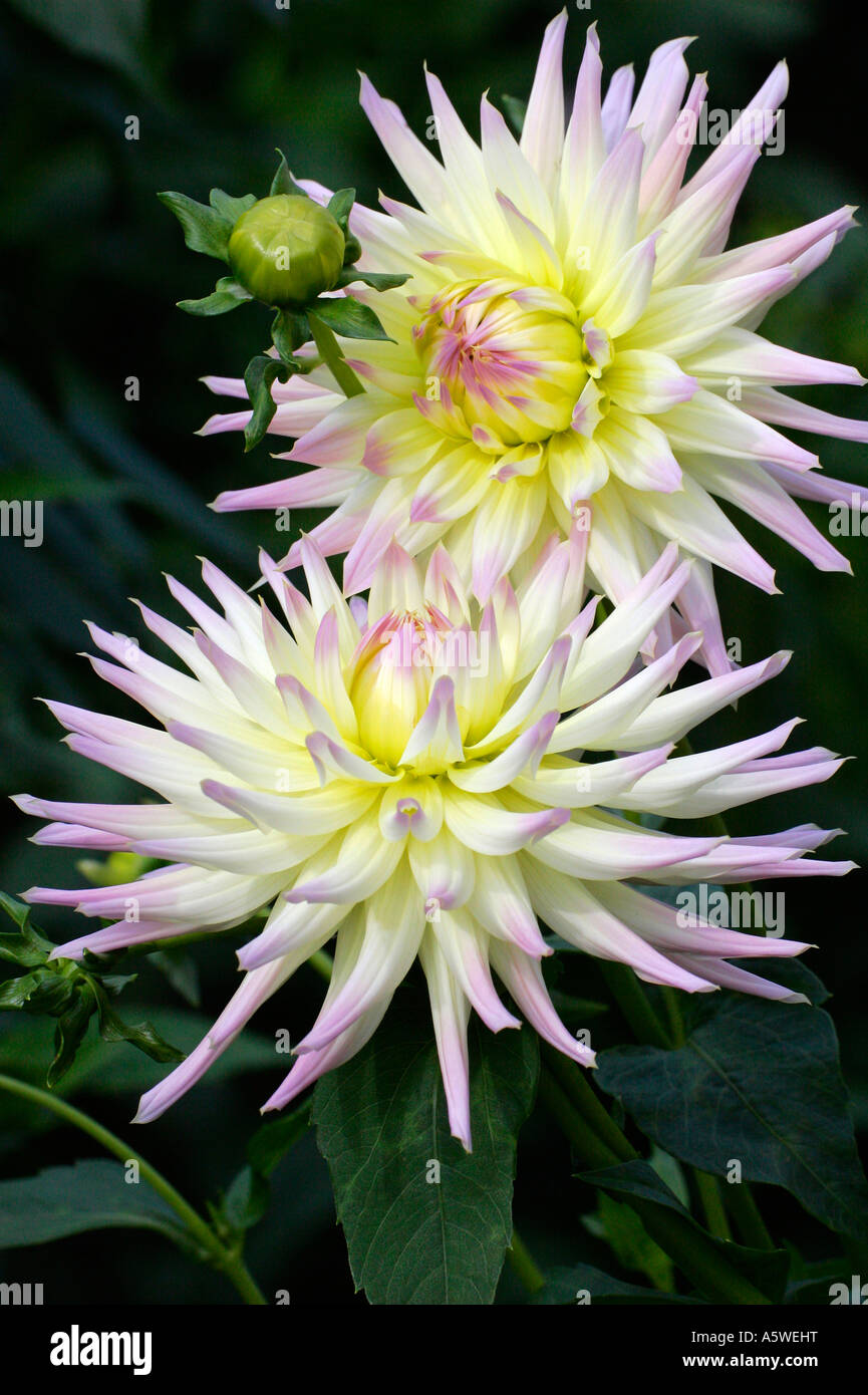 Cactus Dahlia Stock Photo - Alamy