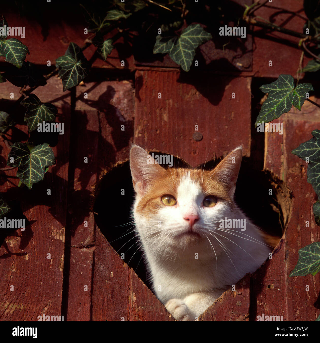Cat through cat door hi-res stock photography and images - Alamy