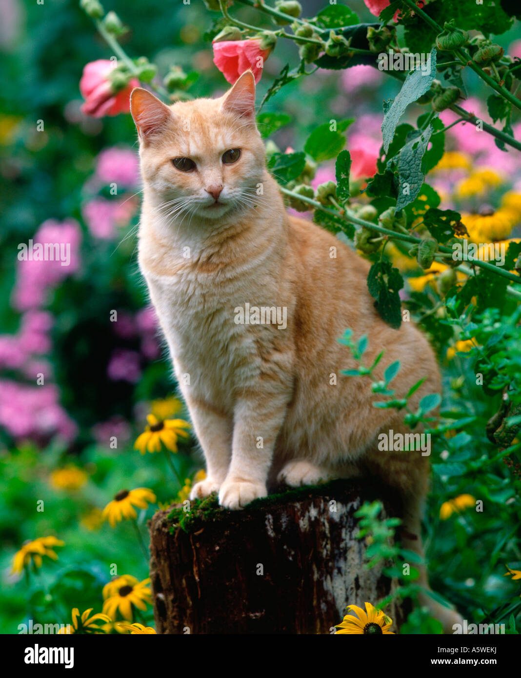 Domestic Cat Stock Photo - Alamy