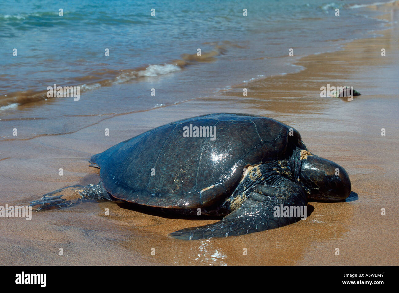 Green Turtle Stock Photo - Alamy