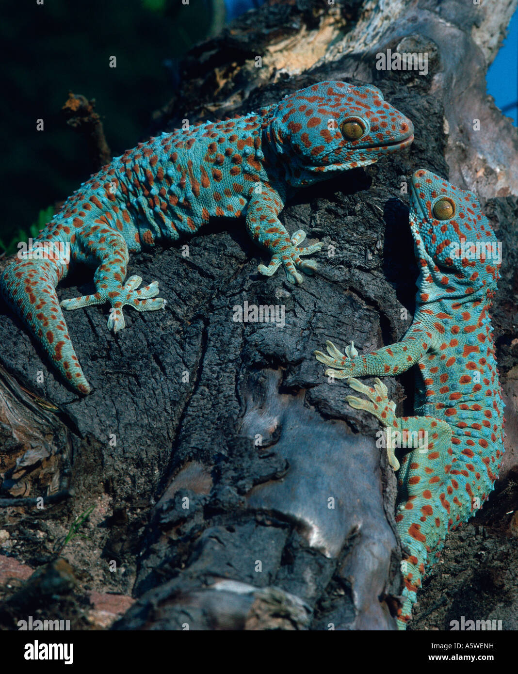Common Tokay Gecko Stock Photo - Alamy