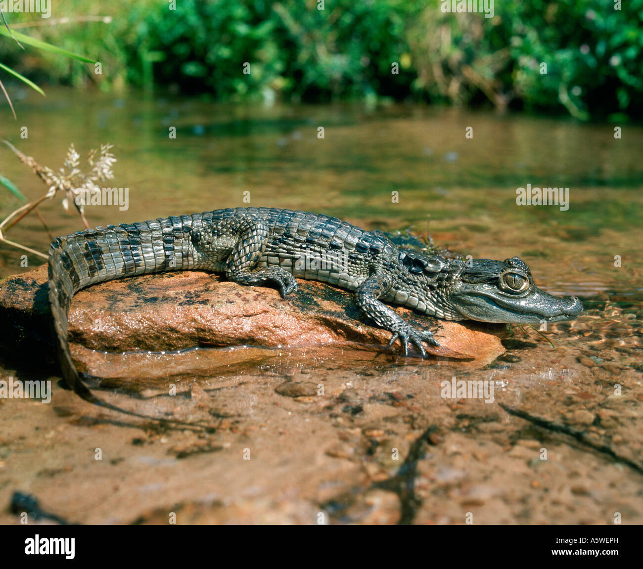 Spectacled Caiman Stock Photo - Alamy