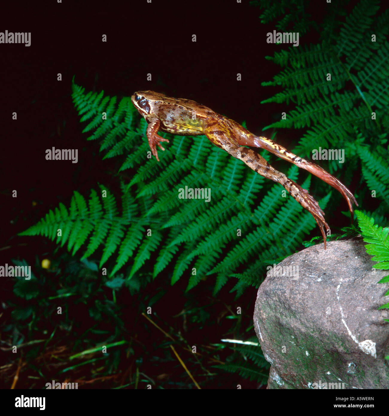 Common european hi-res stock photography and images - Alamy