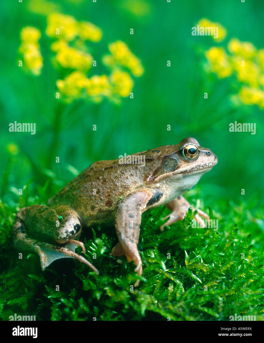 Europa european frog hi-res stock photography and images - Alamy