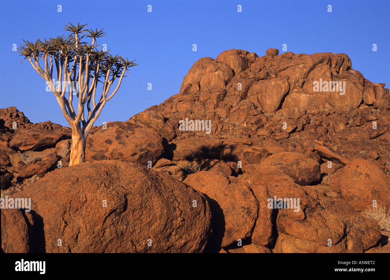 Namibian Quiver tree in desert Stock Photo - Alamy