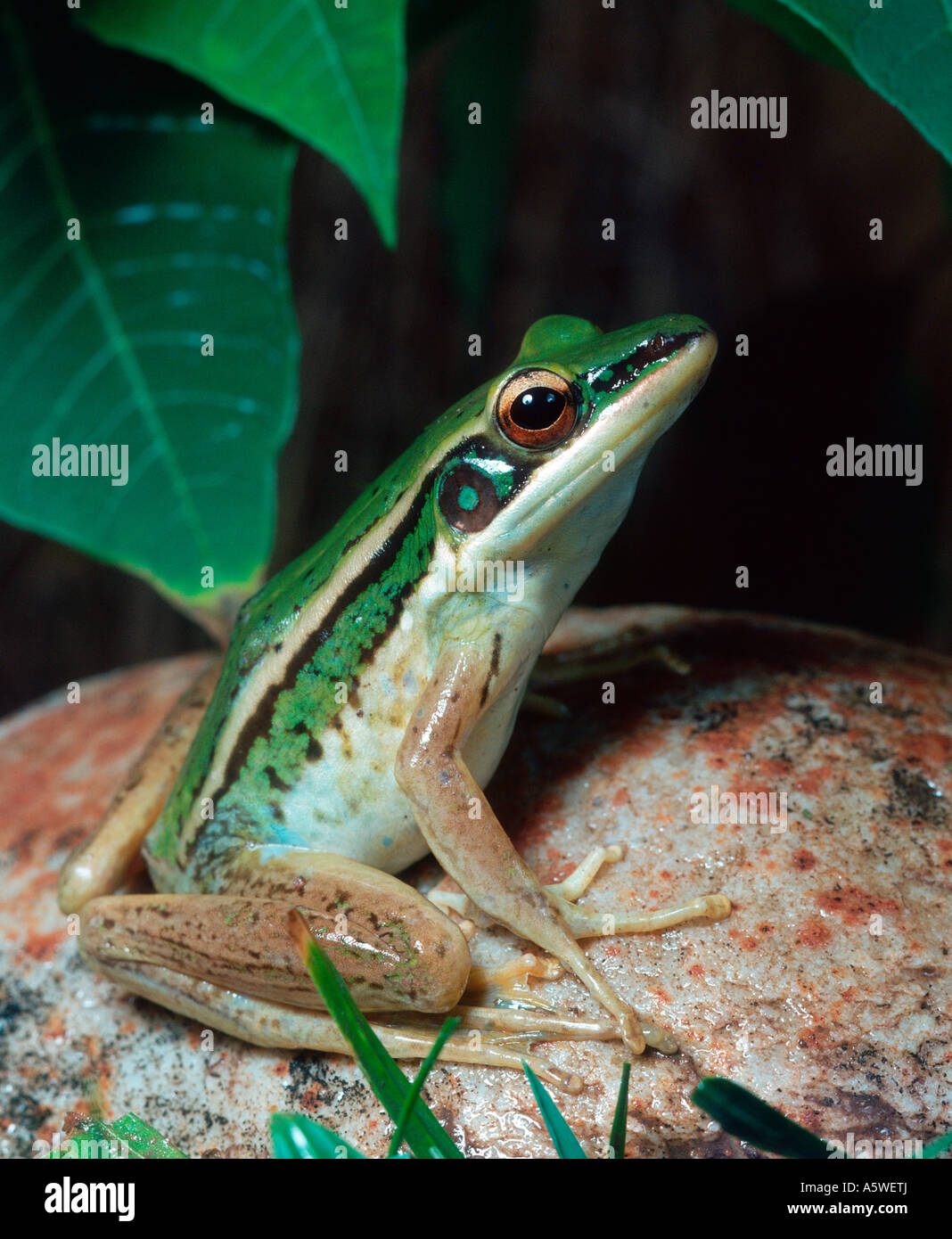 Paddy frog hi-res stock photography and images - Alamy