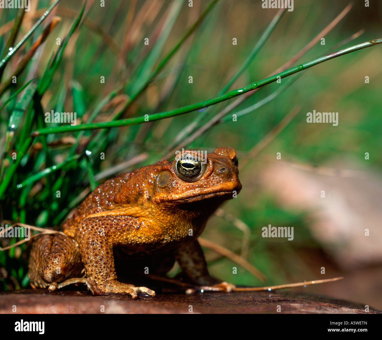 Giant Toad / Marine Toad / Cane Toad Stock Photo - Alamy