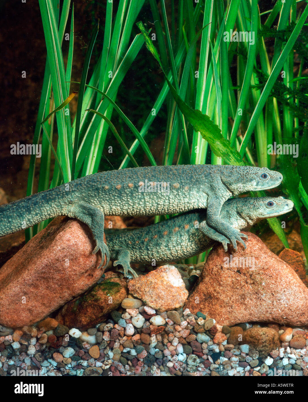 Iberian newt hi-res stock photography and images - Alamy