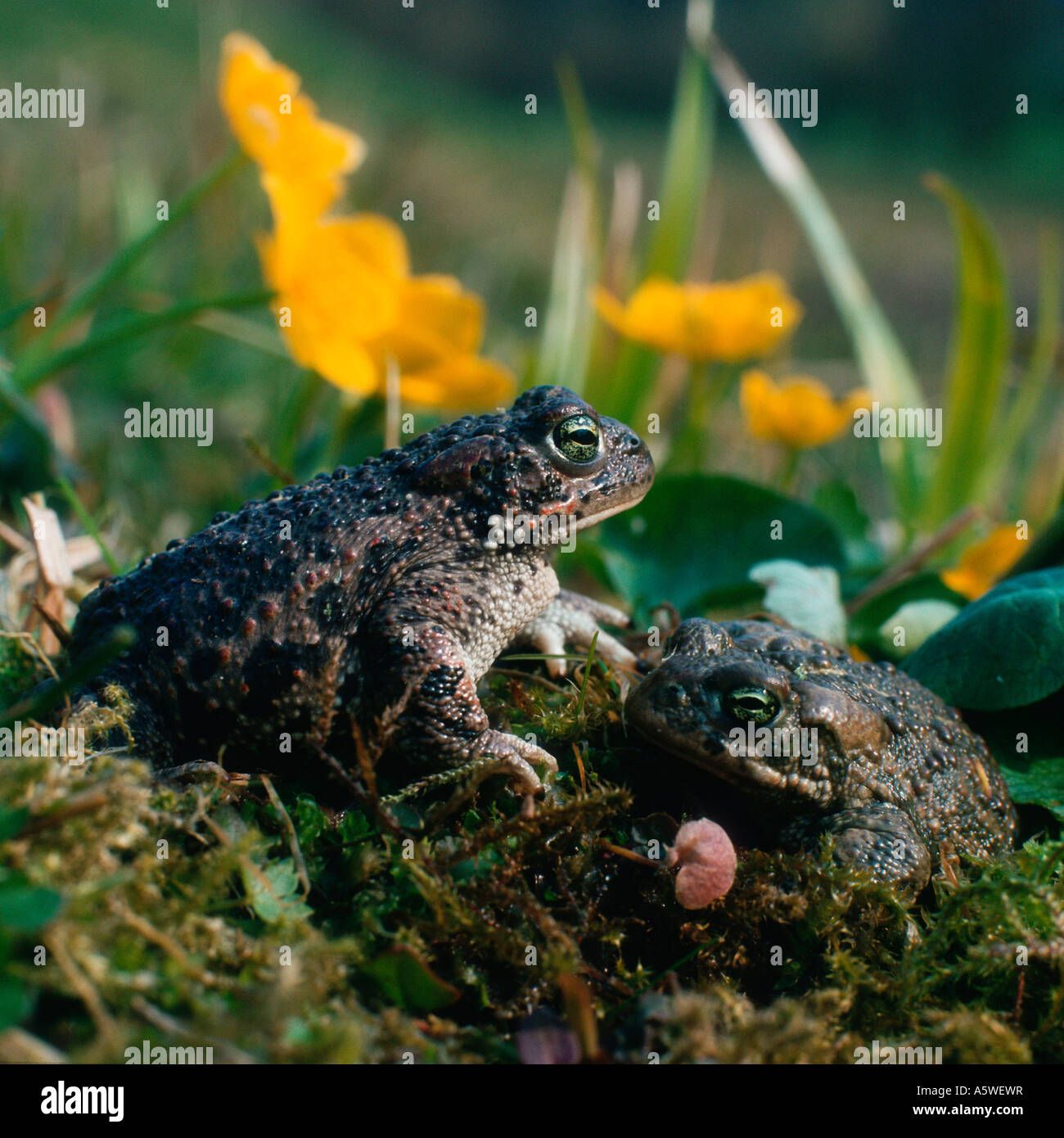 Natterjack Toad Stock Photo - Alamy