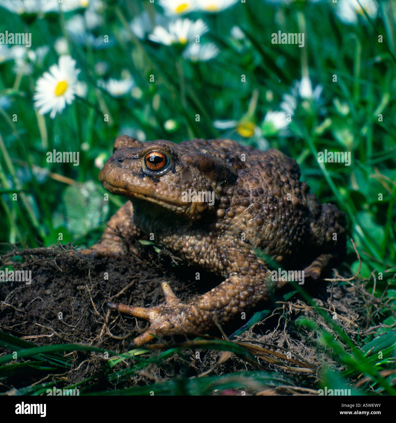 Common Toad Stock Photo - Alamy