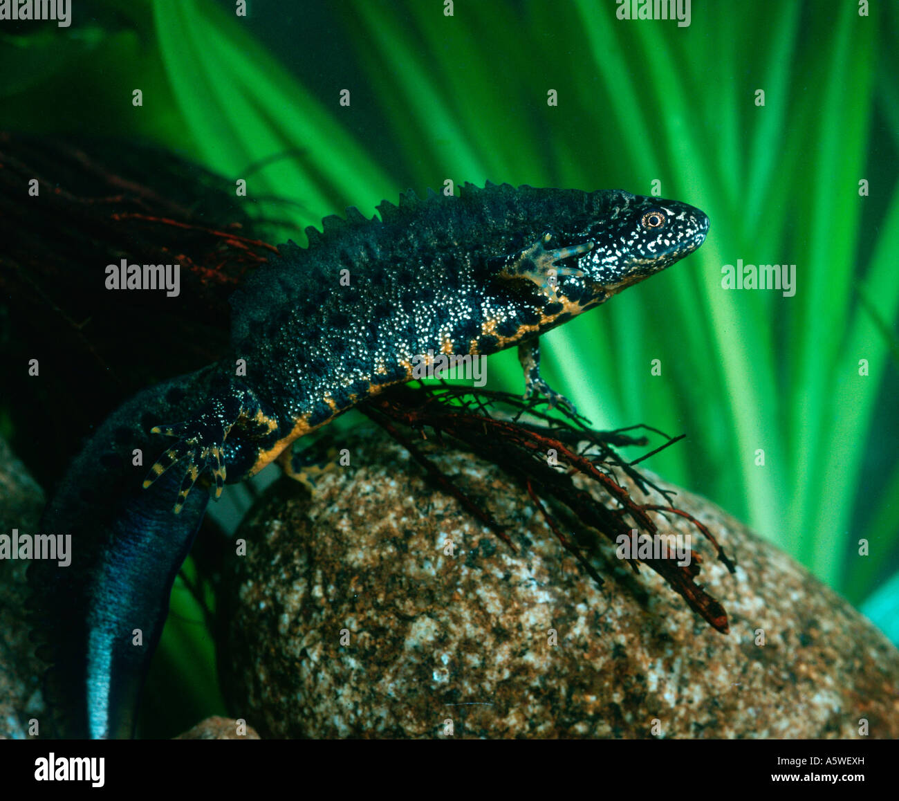 Warty Newt / European Crested Newt Stock Photo - Alamy