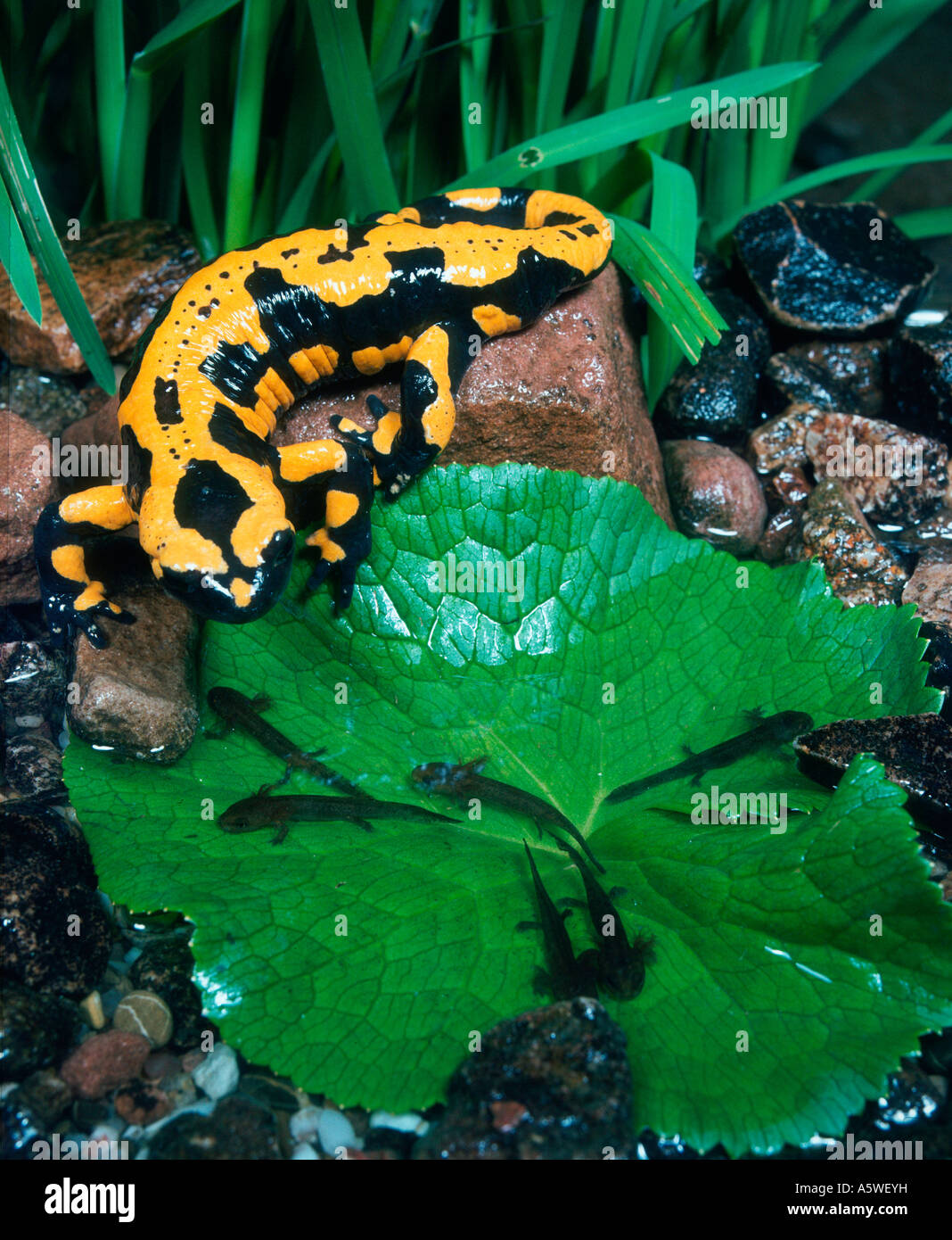 Fire Salamander Stock Photo - Alamy