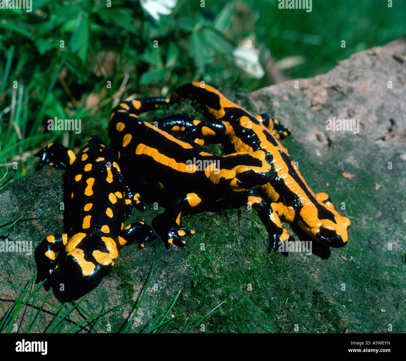 Fire Salamander Stock Photo - Alamy
