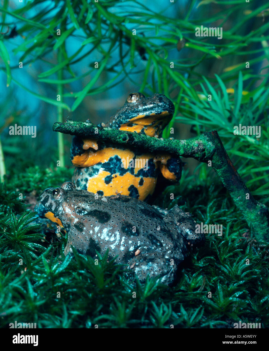 Yellow-bellied Toad Stock Photo - Alamy
