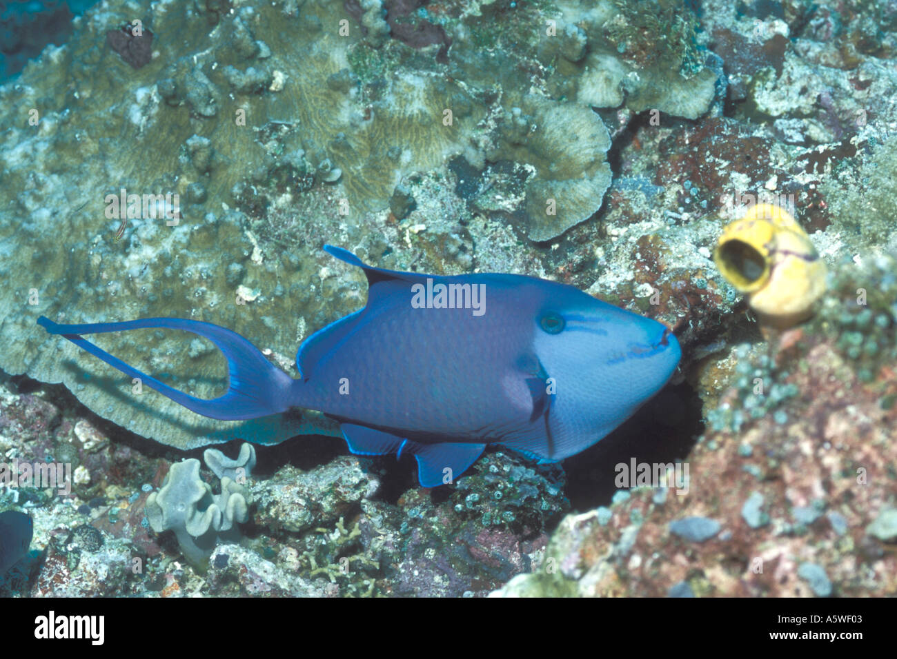 Redtooth Triggerfish Odonus niger Solomon Islands Stock Photo - Alamy