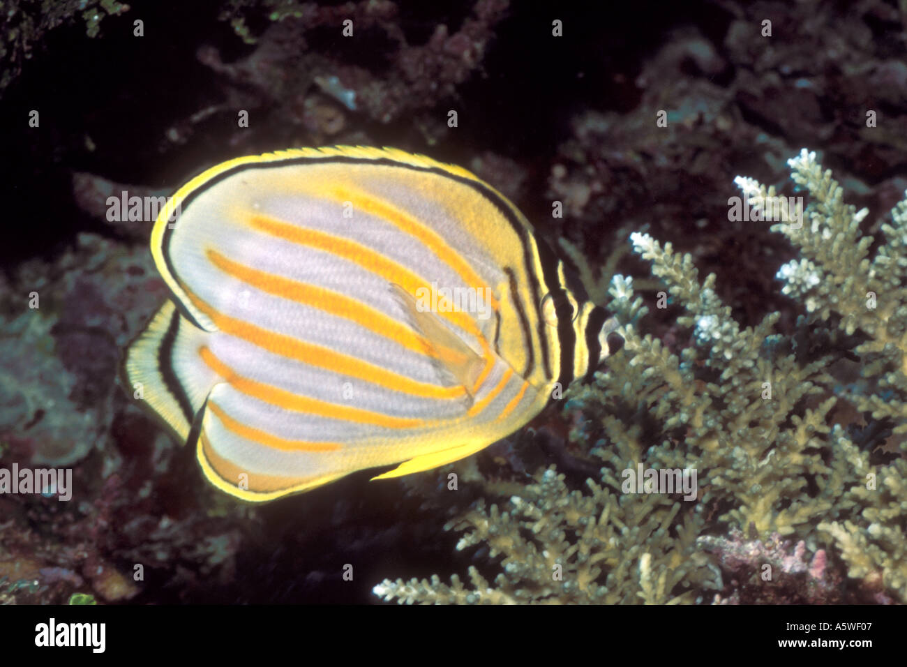 Ornatissimus High Resolution Stock Photography and Images - Alamy