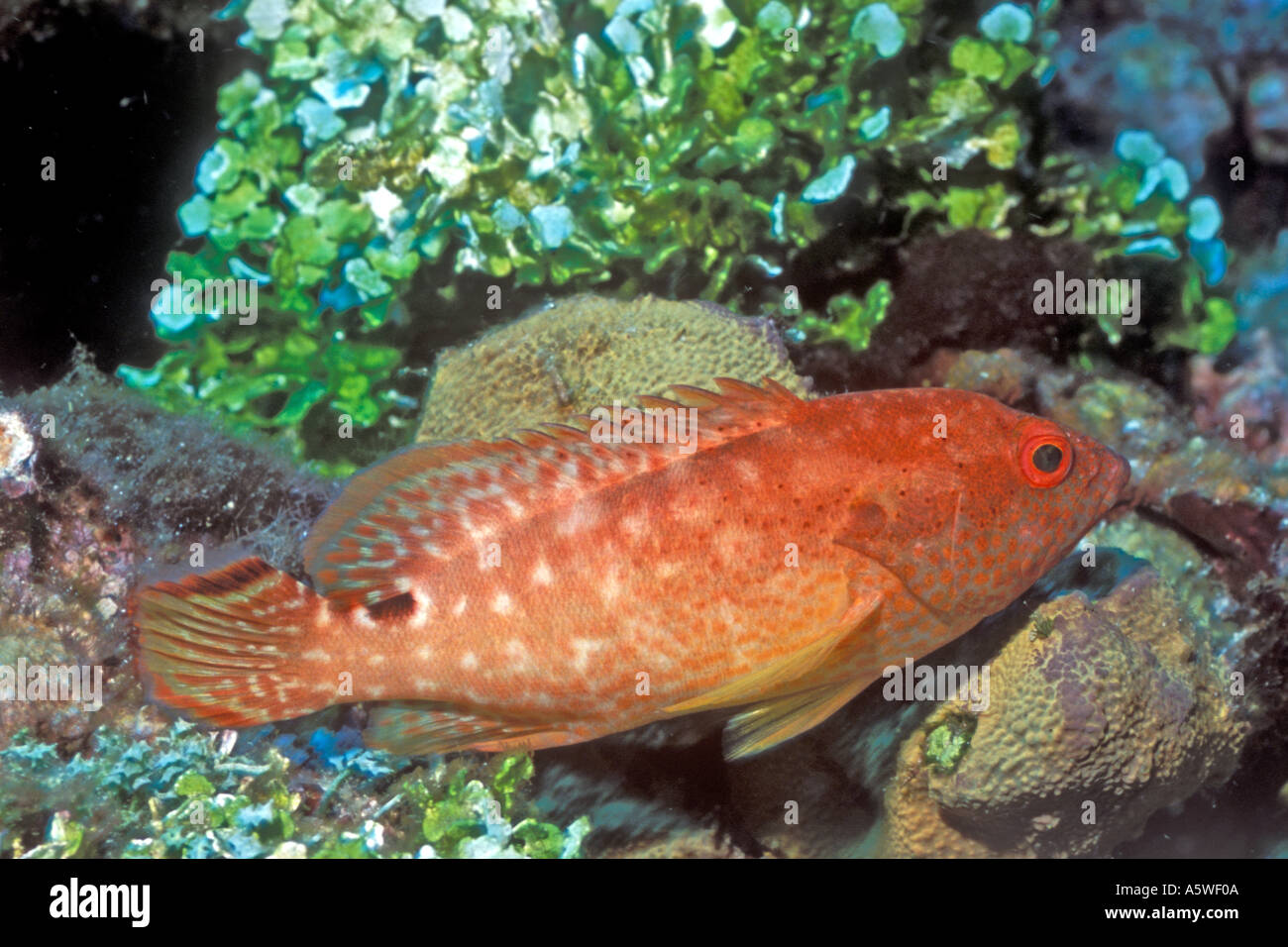 Orange Rock Cod Cepholopholis spiloparea Solomon Islands Stock Photo ...