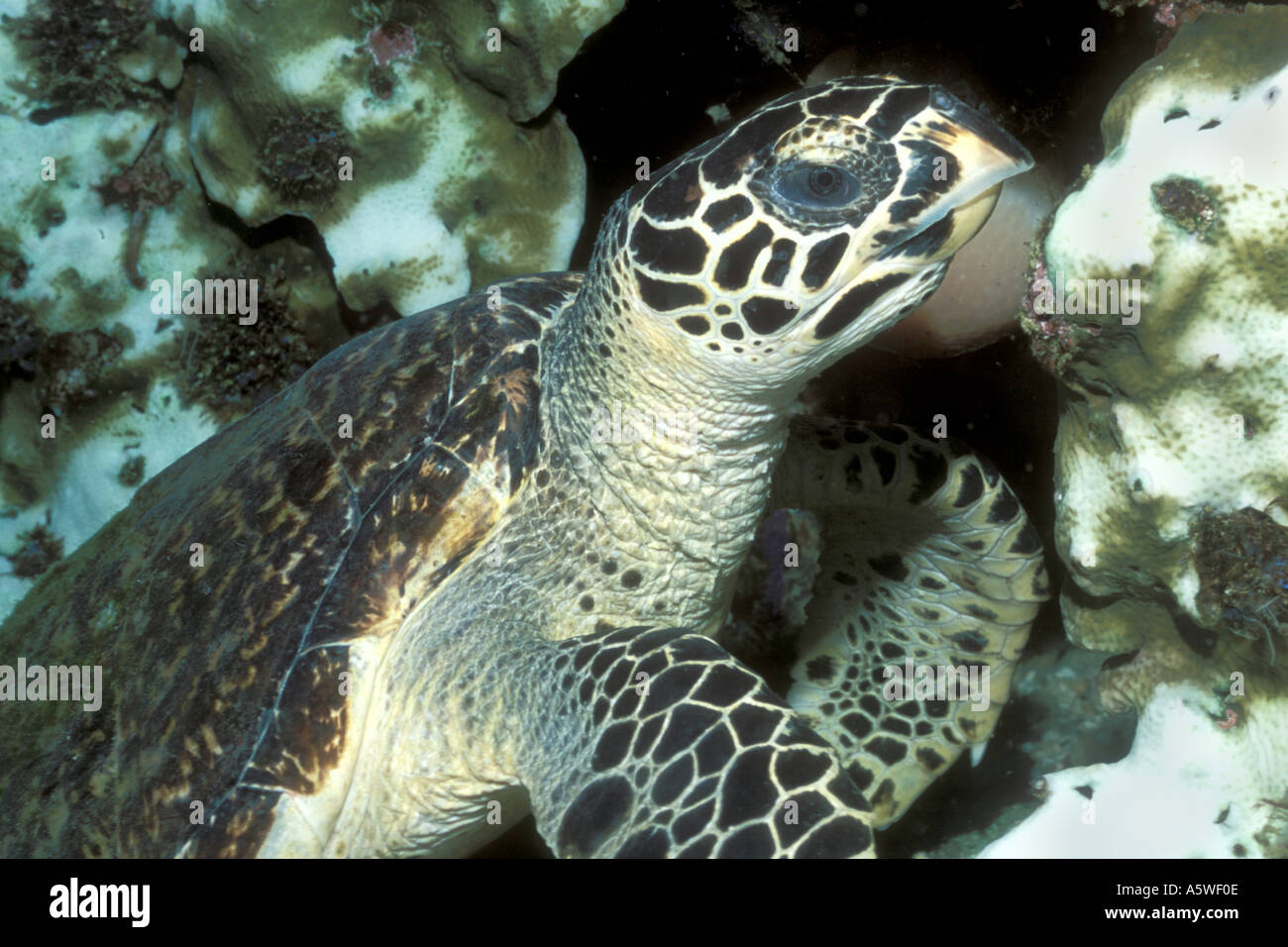 Hawksbill Turtle Eretmochelys imgricata Solomon Islands Stock Photo - Alamy