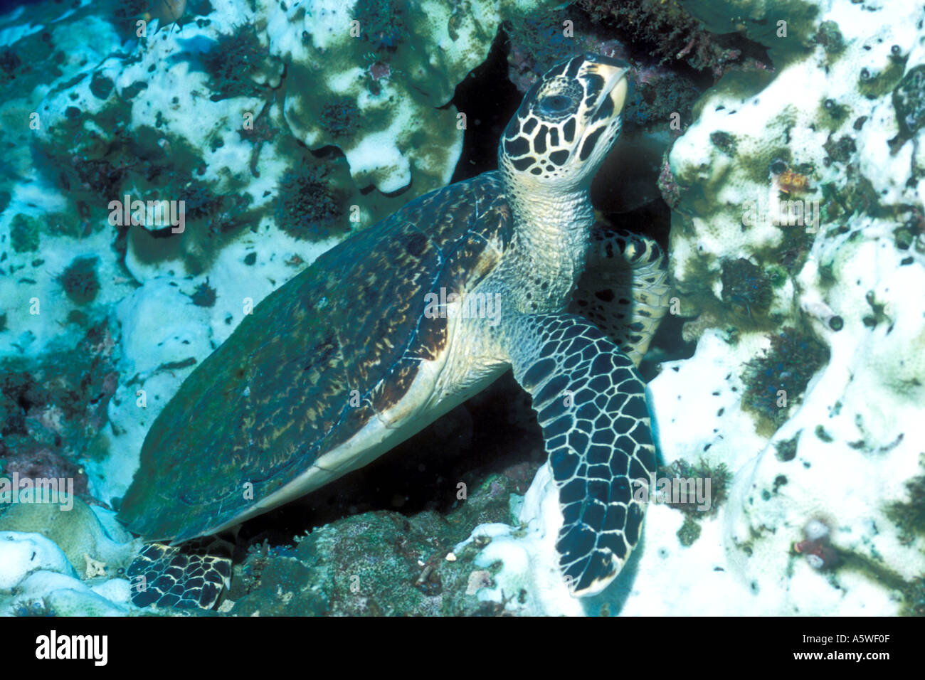Hawksbill Turtle Eretmochelys imgricata Solomon Islands Stock Photo - Alamy