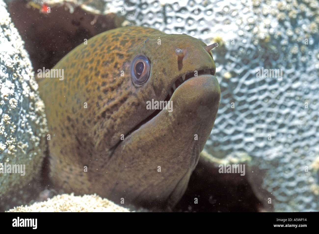 Undulated Moray Eel Gymnothorax unculatus Solomon Islands Stock Photo ...