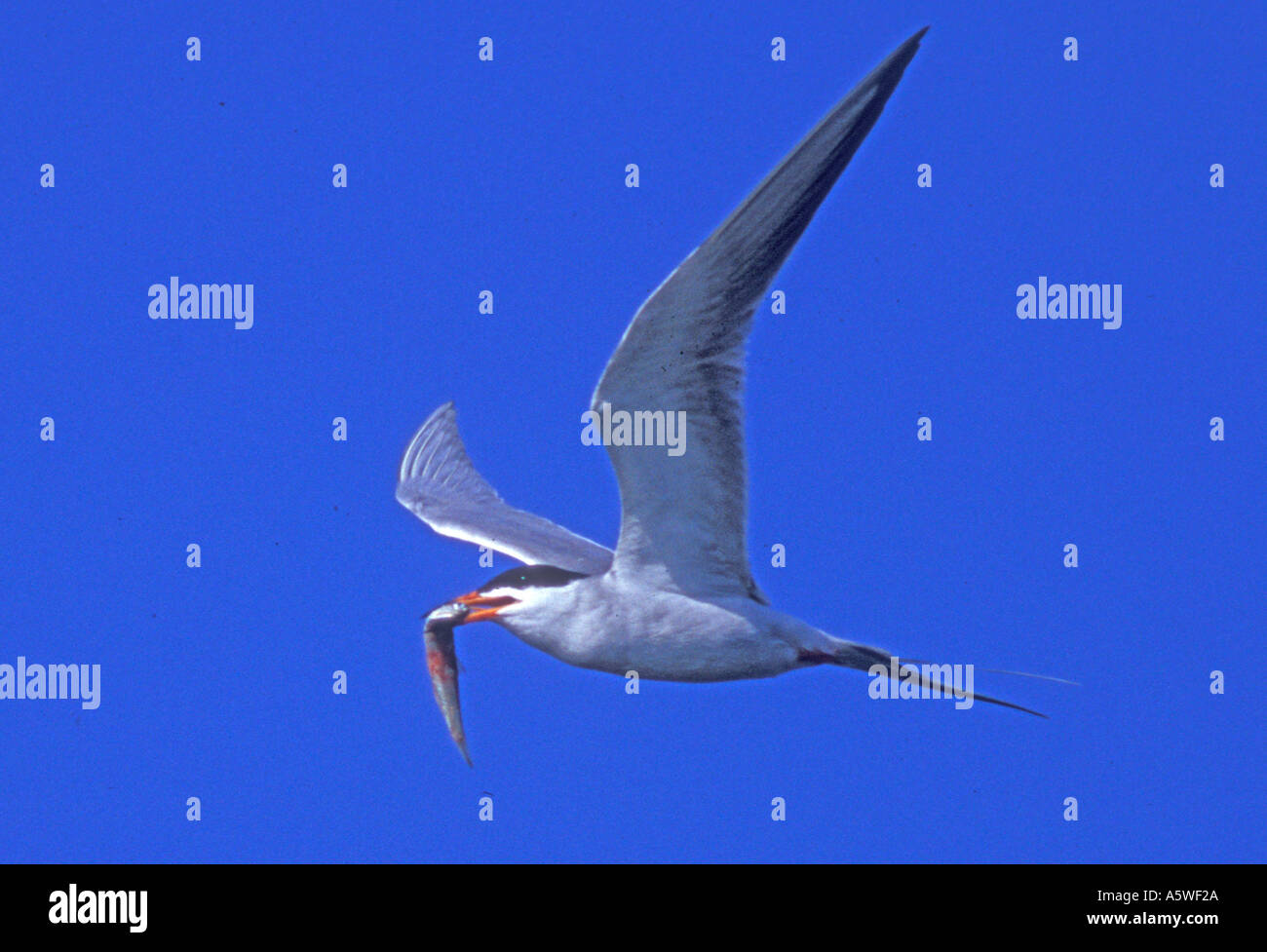 Forster s Tern in flight with fish Sterna forsteri Bolsa Chica Wetlands ...
