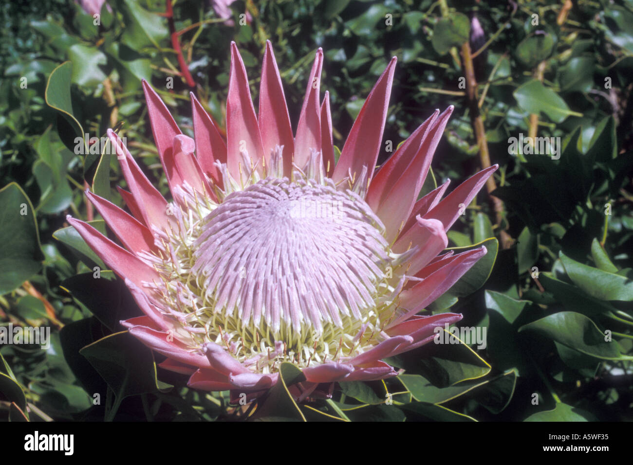 Protea Protea cynaroides Native of South Africa Stock Photo - Alamy