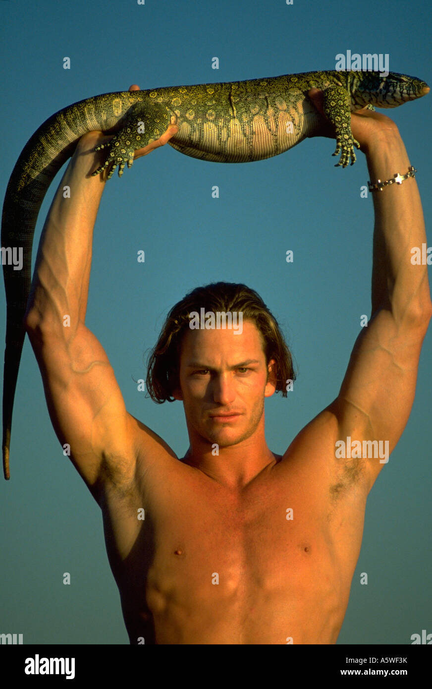 Handsome lizard hi-res stock photography and images - Alamy