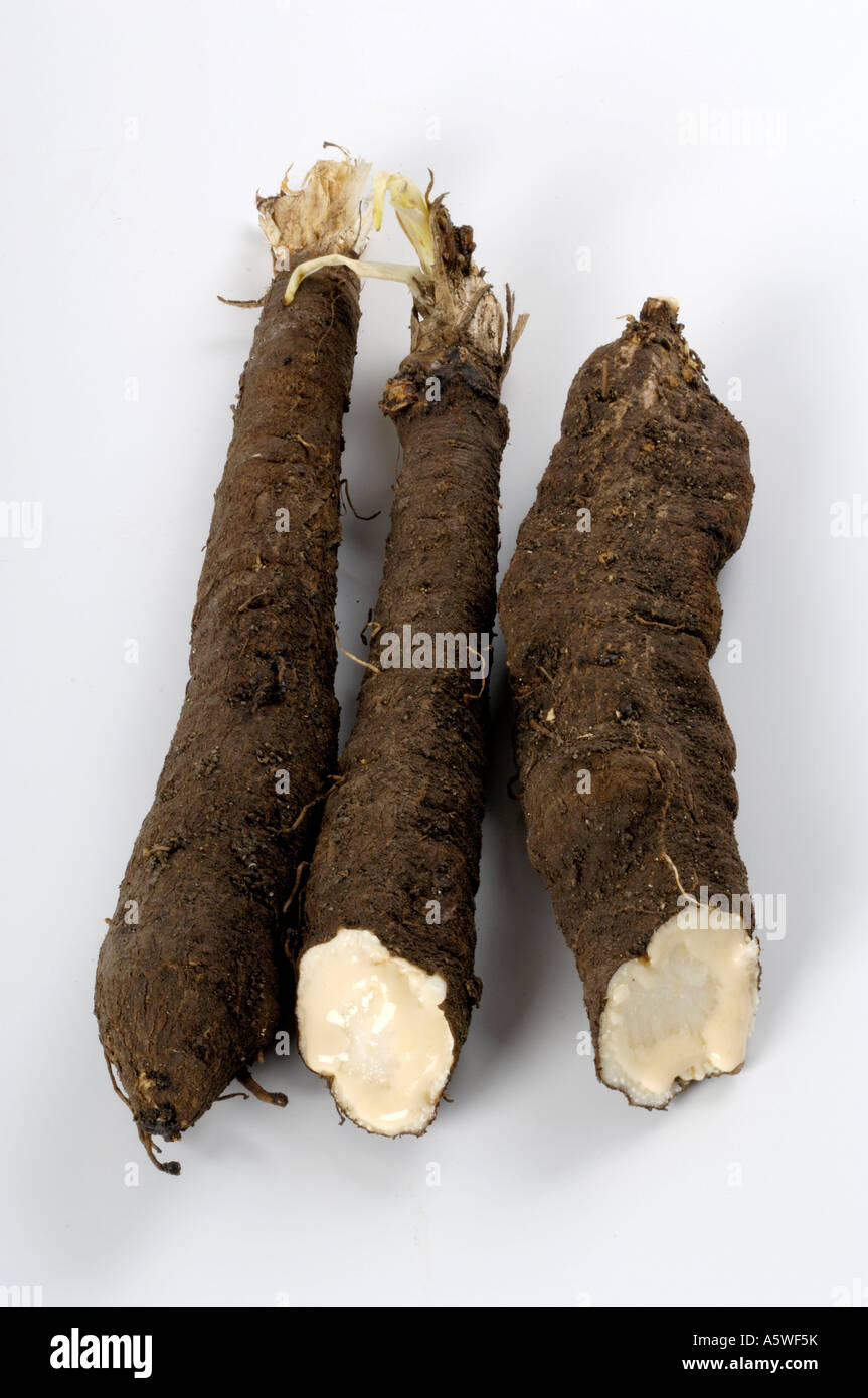 Salsify Cut Out Stock Images & Pictures - Alamy