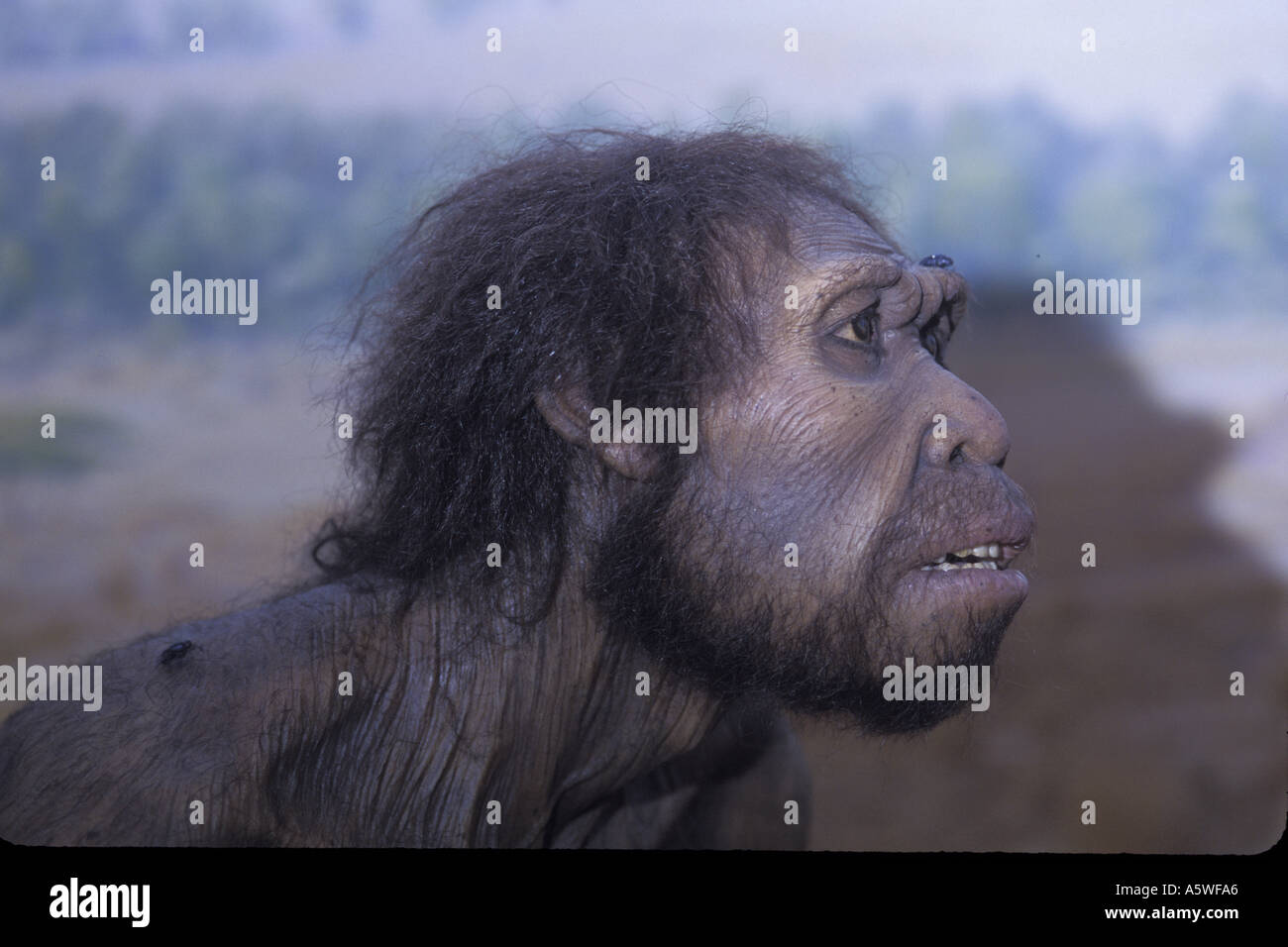 Homo ergaster archaeology human kind history natural monkey evolution ...